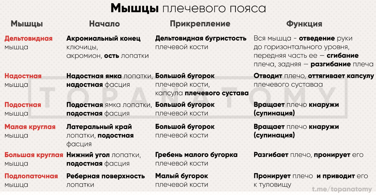 Мышцы анатомия экзамен Шпаргалки Анатомия Docsity