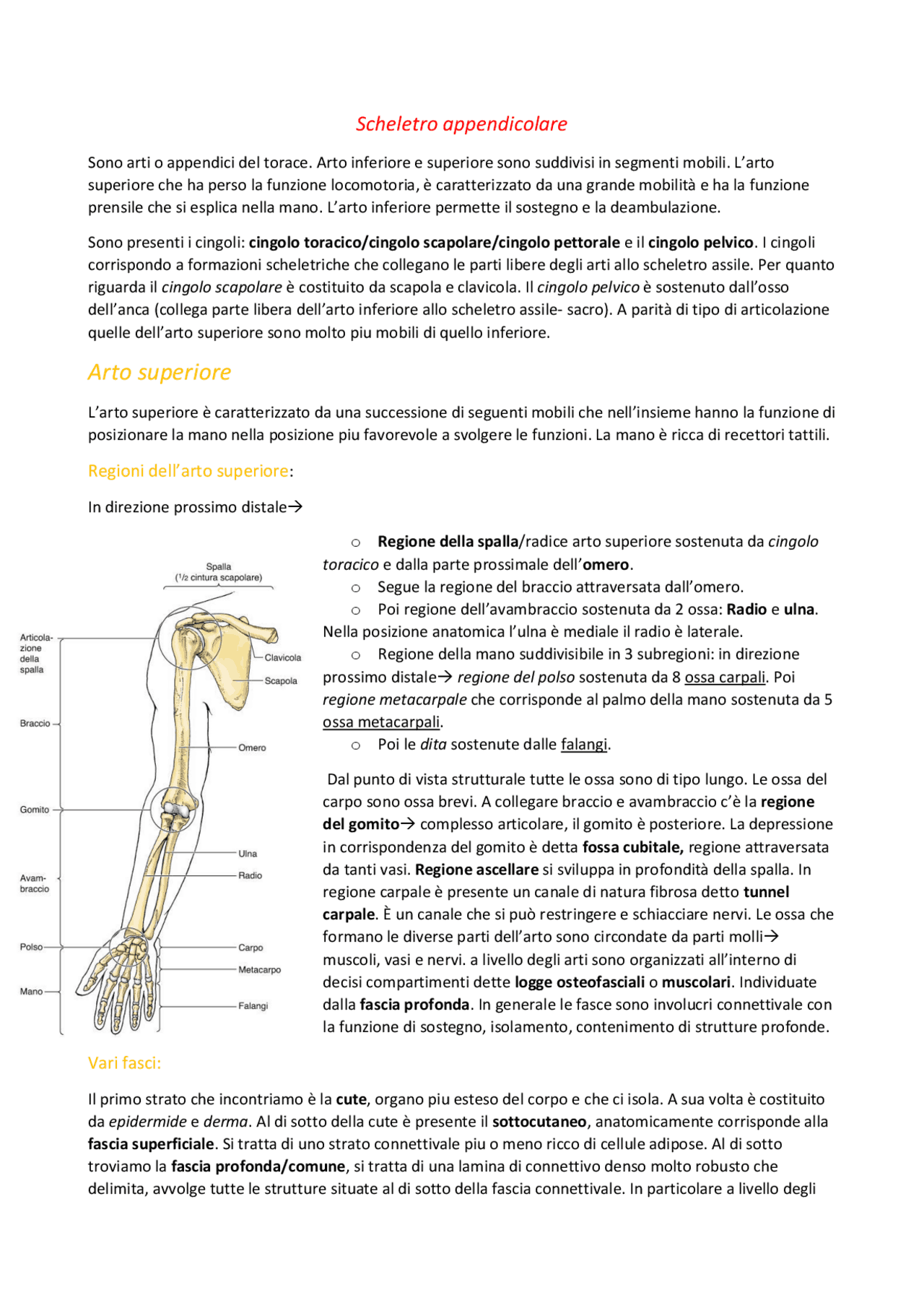 Anatomia Umana - Scheletro appendicolare | Dispense di Anatomia | Docsity