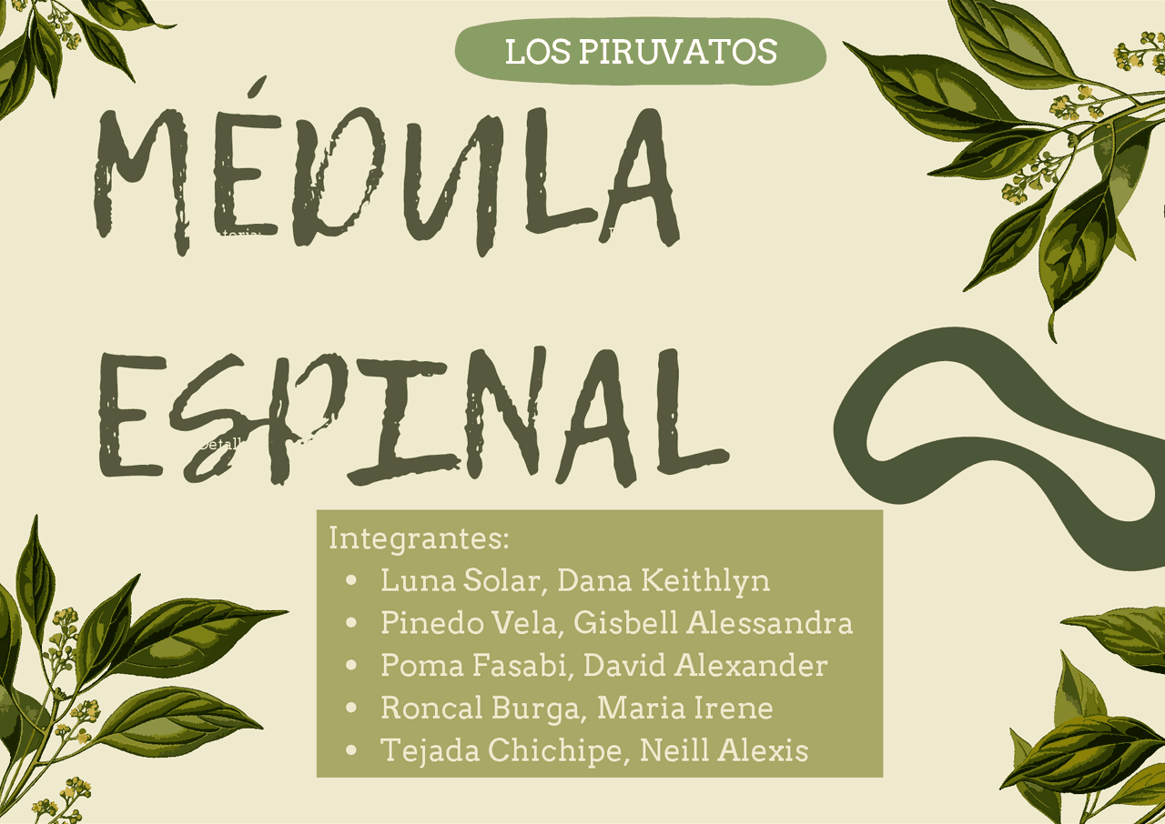 Nervios Espinales Columna Vertebral Diapositivas De Anatomía Docsity