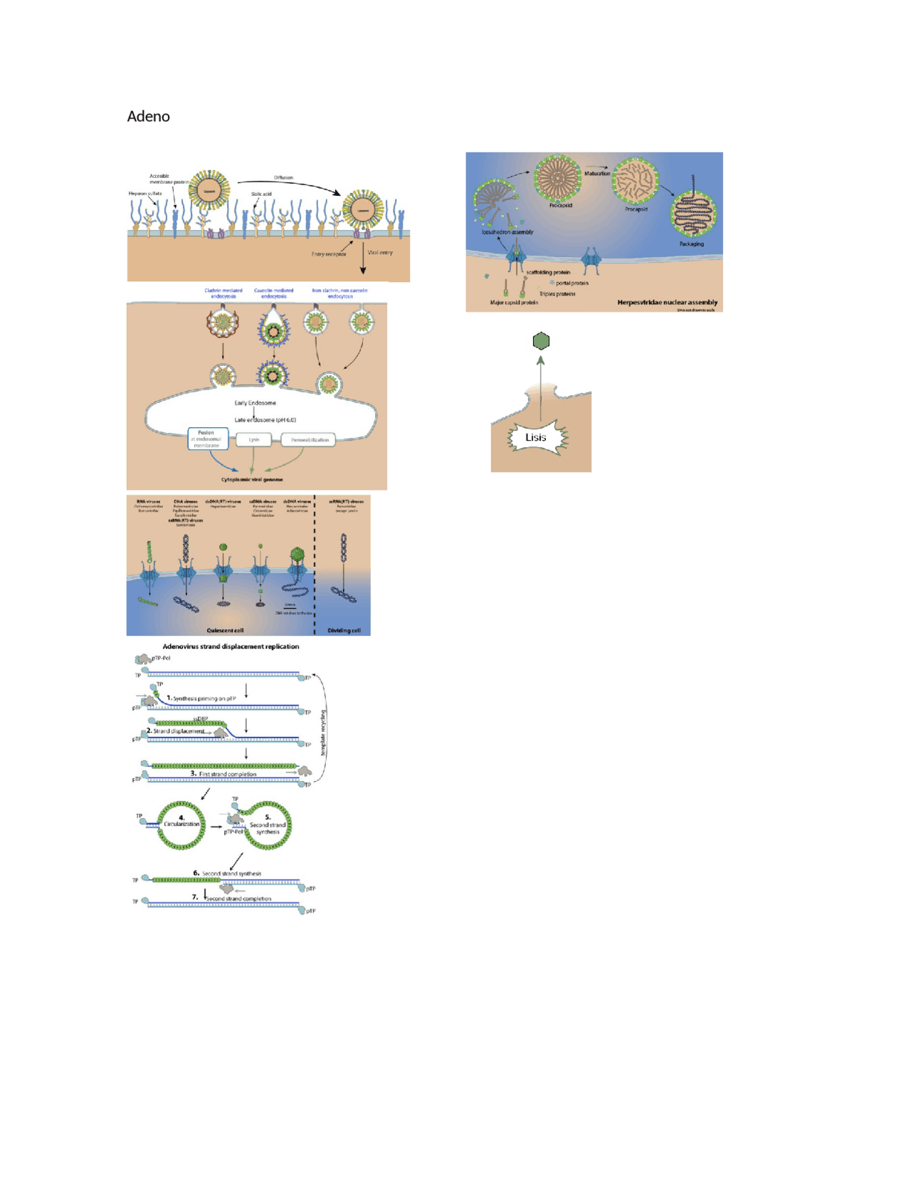 Imagenes Replicacion Adenovirus Notes De Microbiologie Docsity