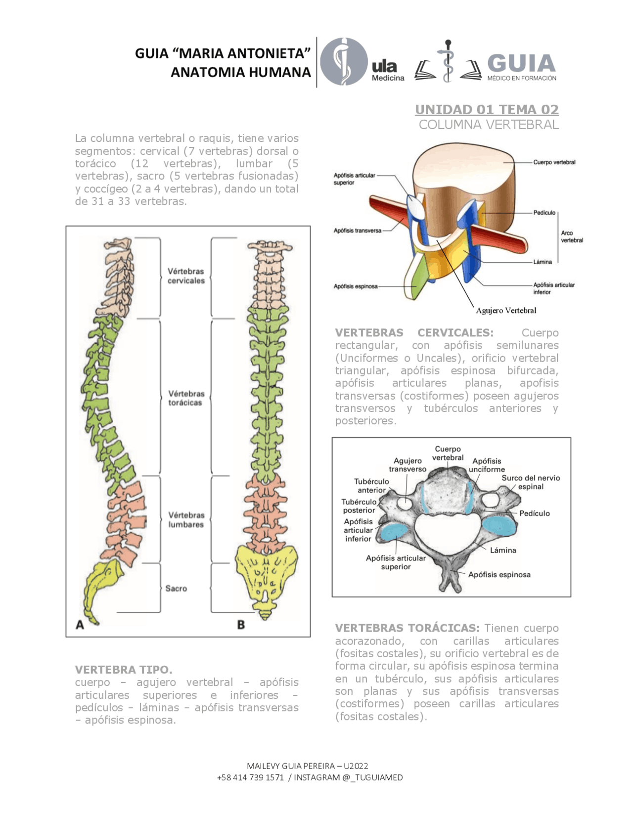 Diagrama De Vertebras Lombares Vista Superior