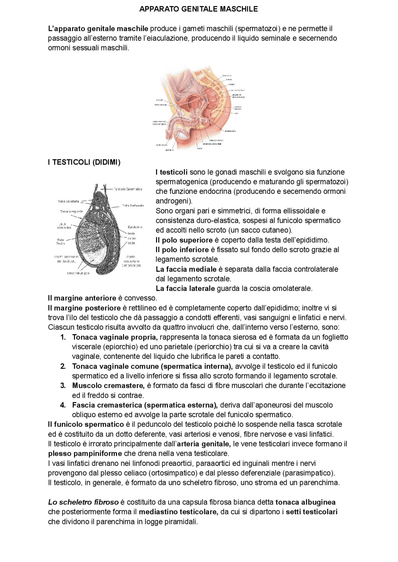 Apparato Genitale Maschile-Anatomia | Dispense di Anatomia | Docsity