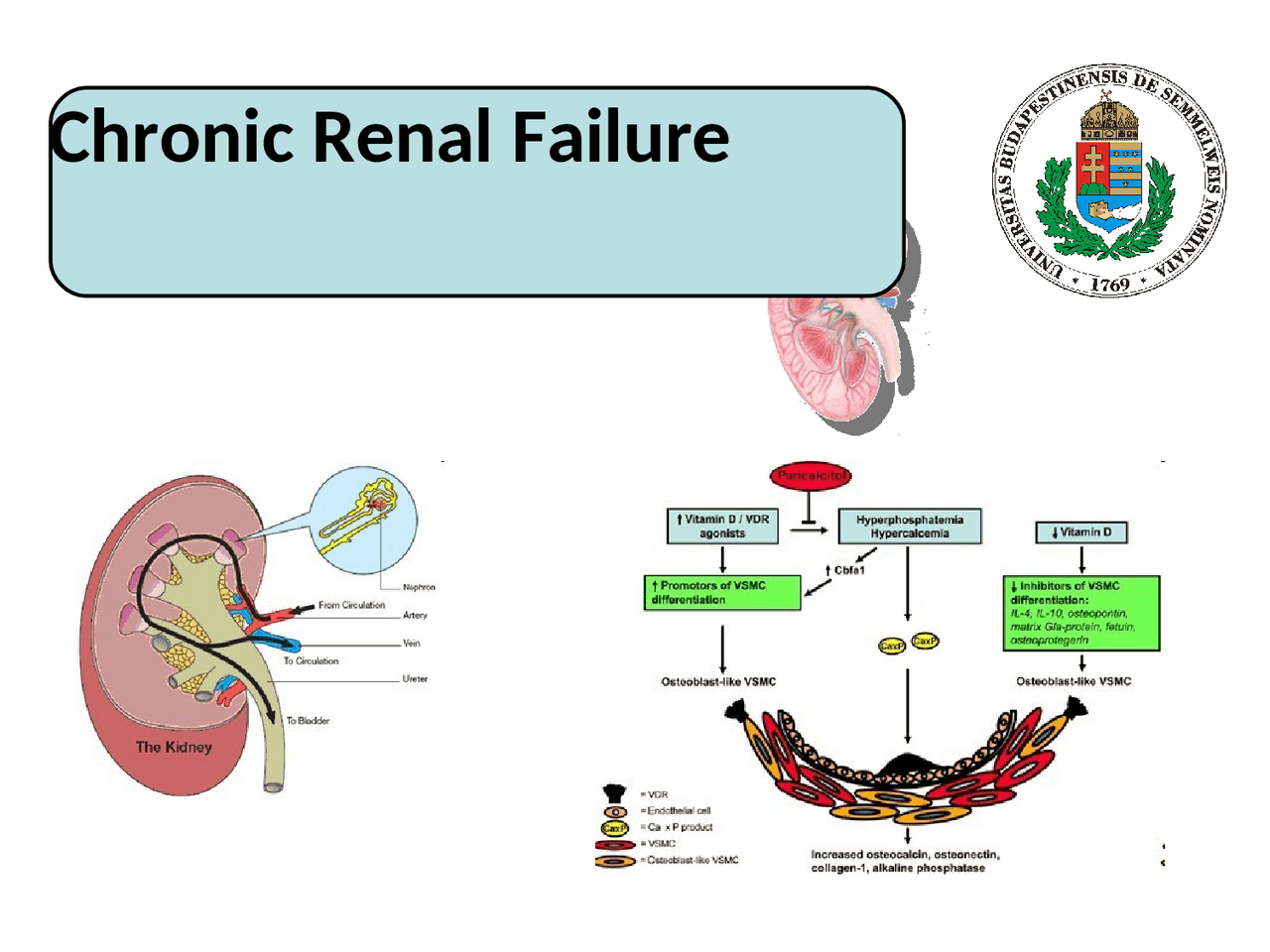 Medicine Hat College MEDICINES 2220 Chronic Renal Kidney Failure Best ...