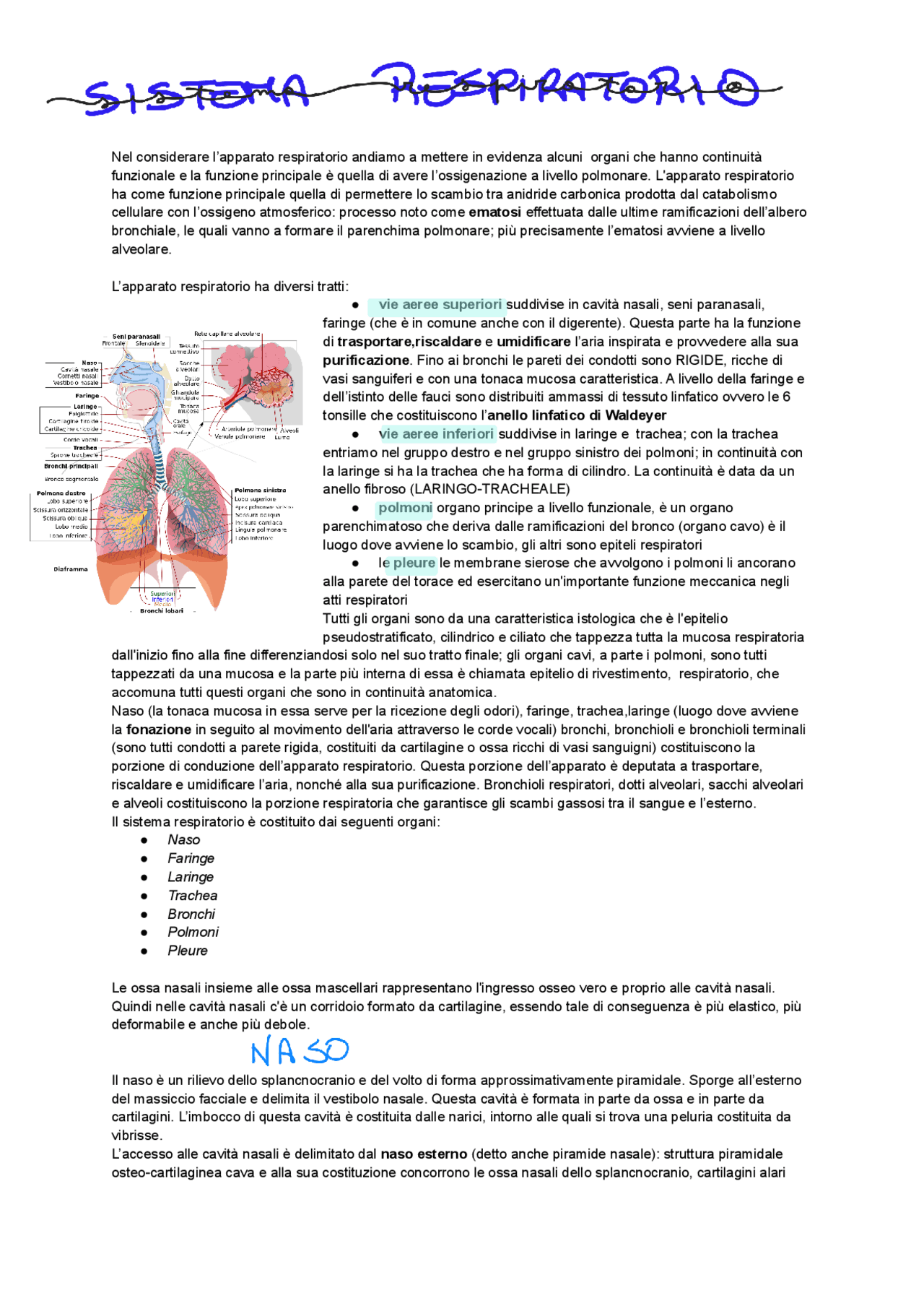 Apparato Respiratorio Anatomia Dispense Di Anatomia Docsity