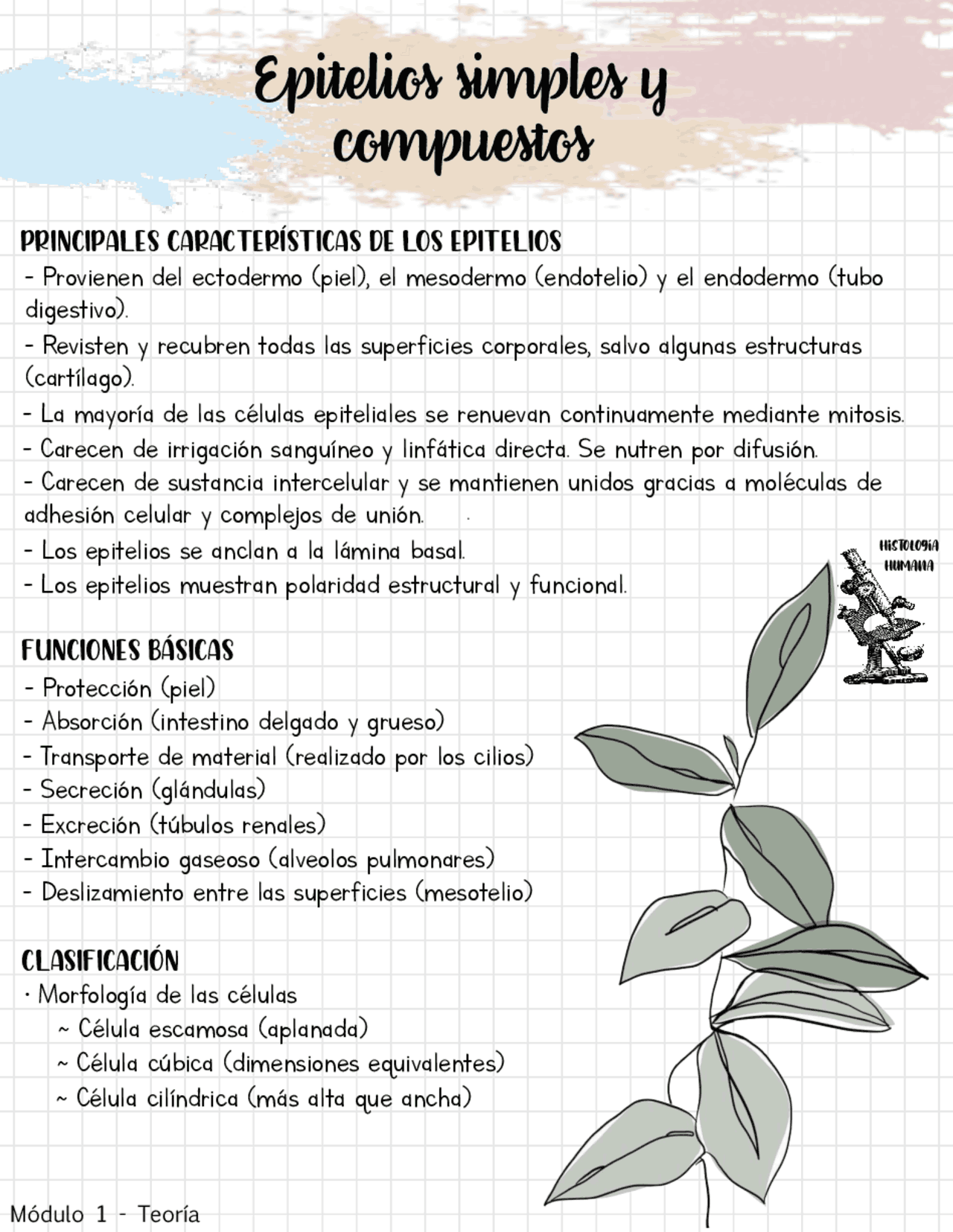 Resumen De Histología Epitelios Simples Y Compuestos Resúmenes De