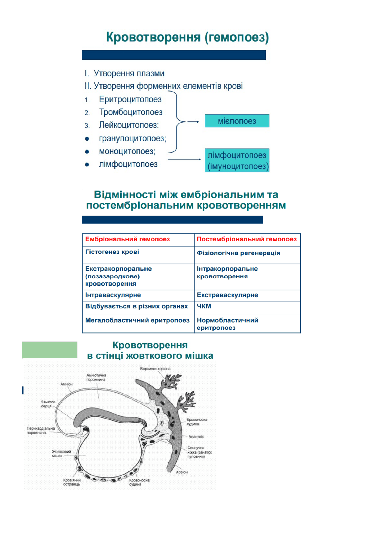 Таблиці з гістології з гемопоезу Схемы Гистология Docsity