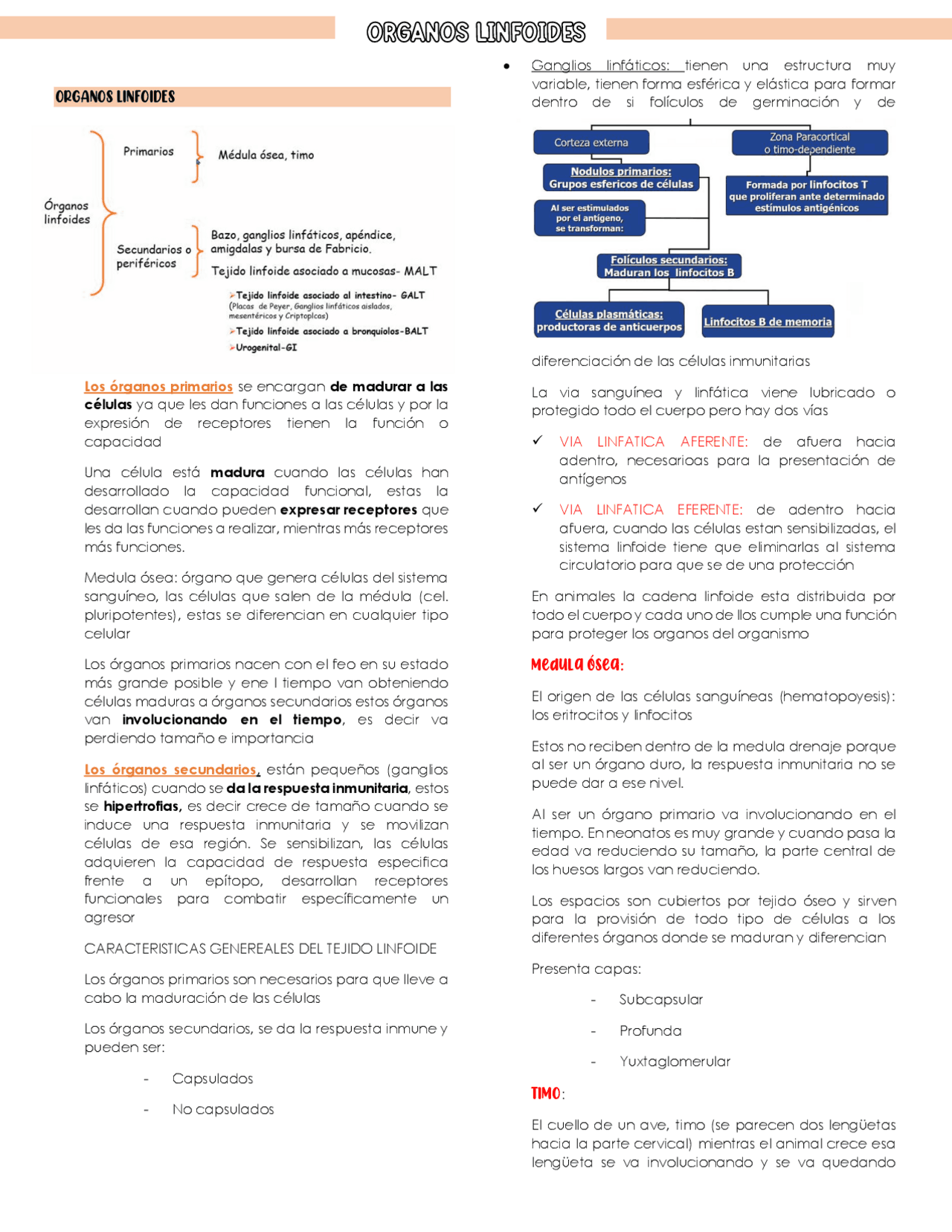Organos Linfoides Inmunología Resúmenes De Inmunología Docsity