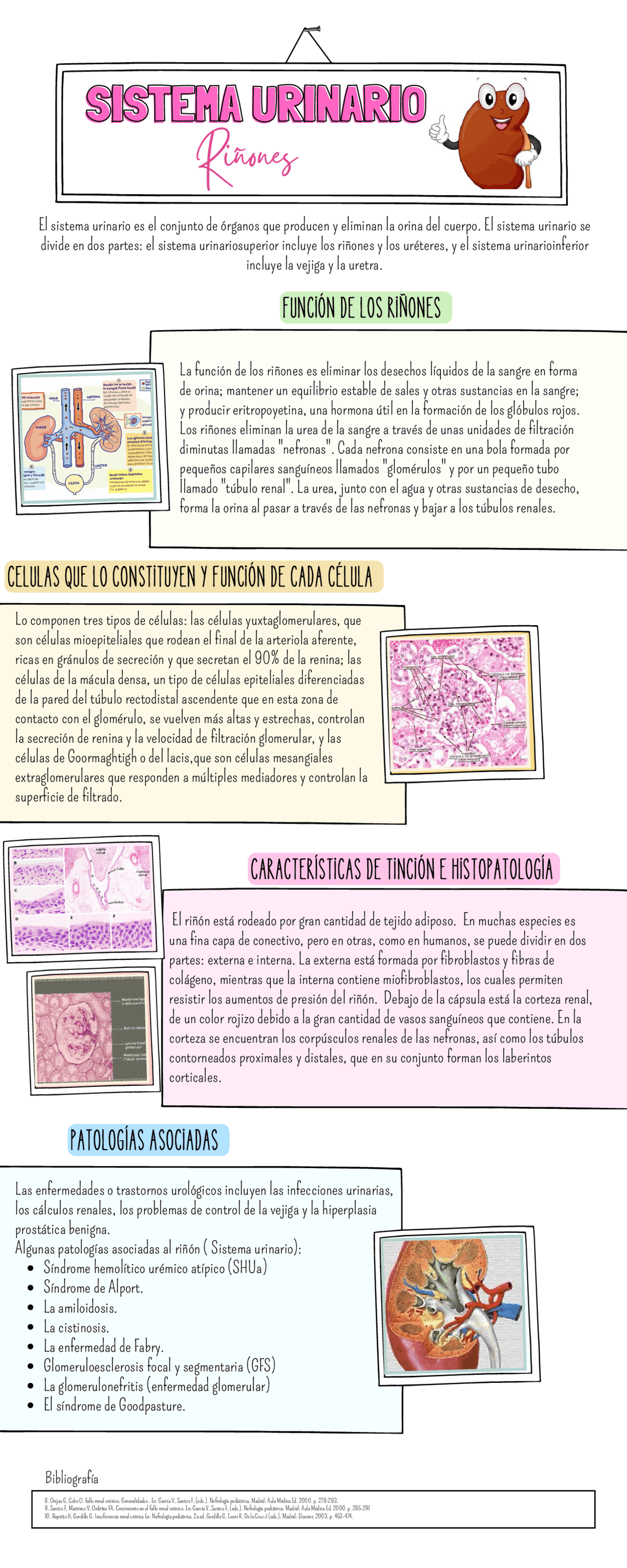 Sistema urinario (Riñon) | Esquemas y mapas conceptuales de Histología | Docsity