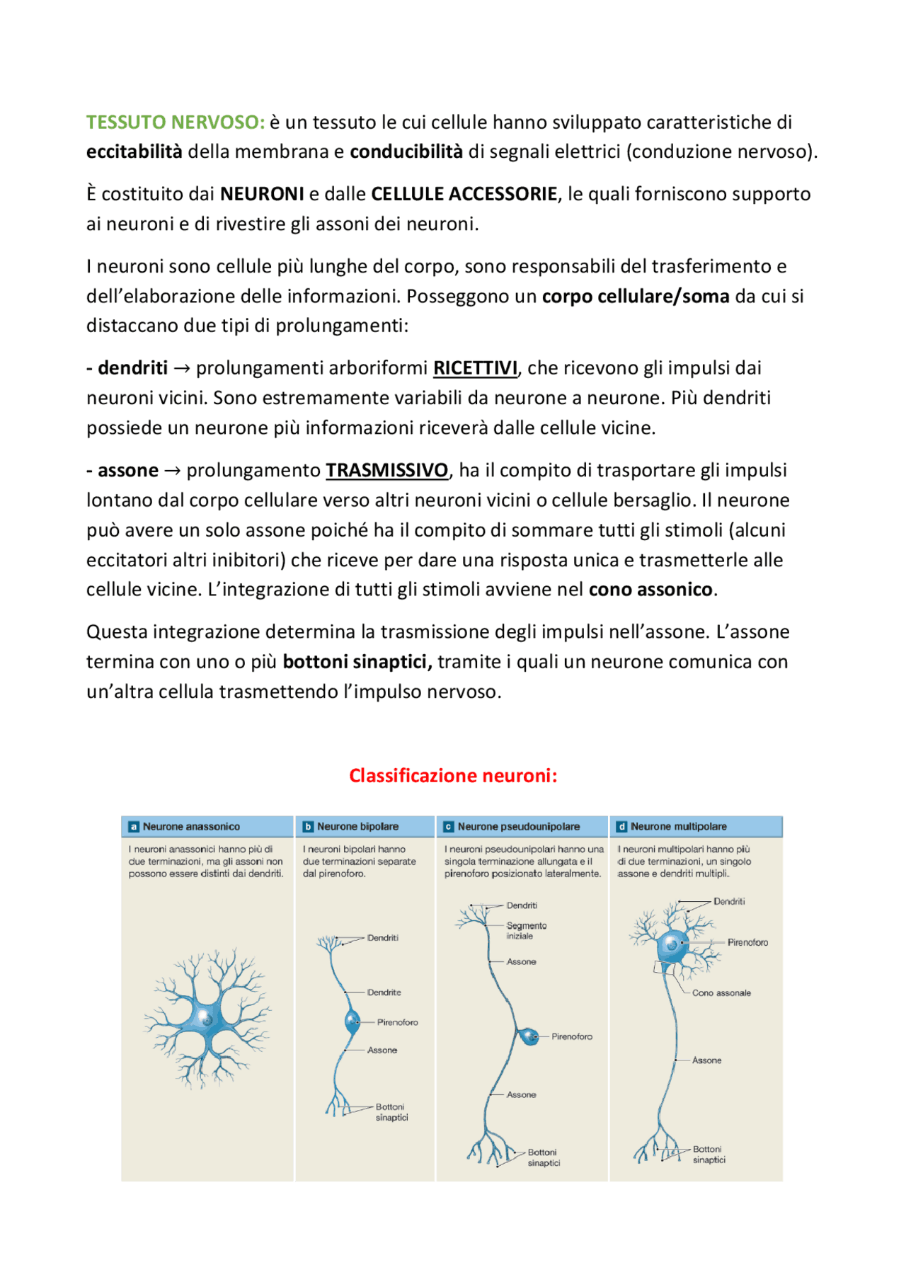 Tessuto Nervoso E Sistema Nervoso Appunti Di Anatomia Docsity