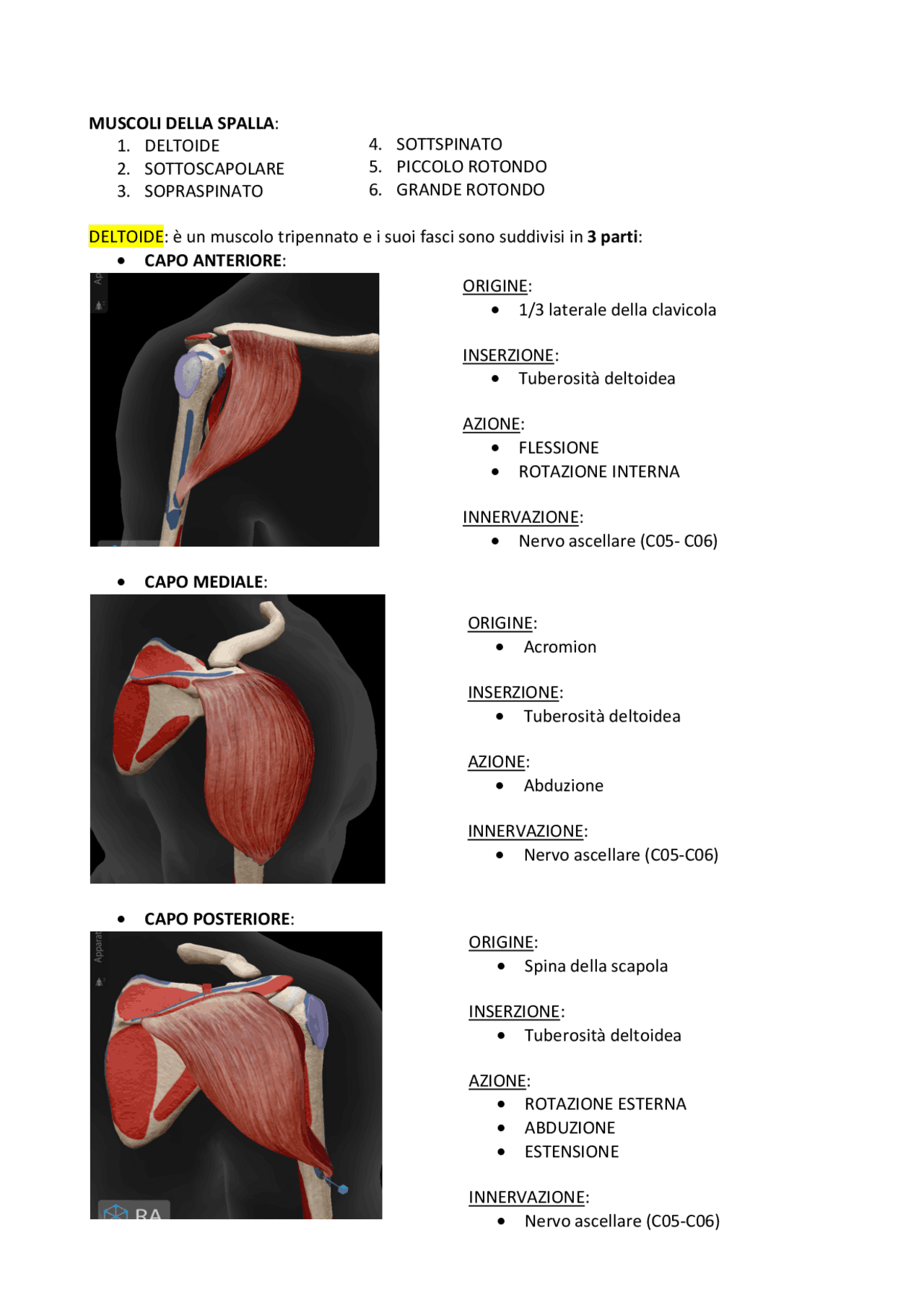 MUSCOLI ARTO SUPERIORE (muscoli della spalla) | Schemi e mappe concettuali di Anatomia | Docsity