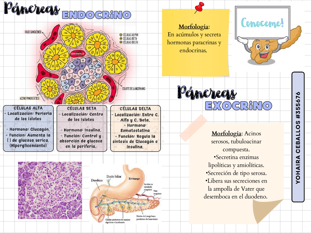 Pancreas endocrino y exocrino, patologias asociadas y hormonas ...