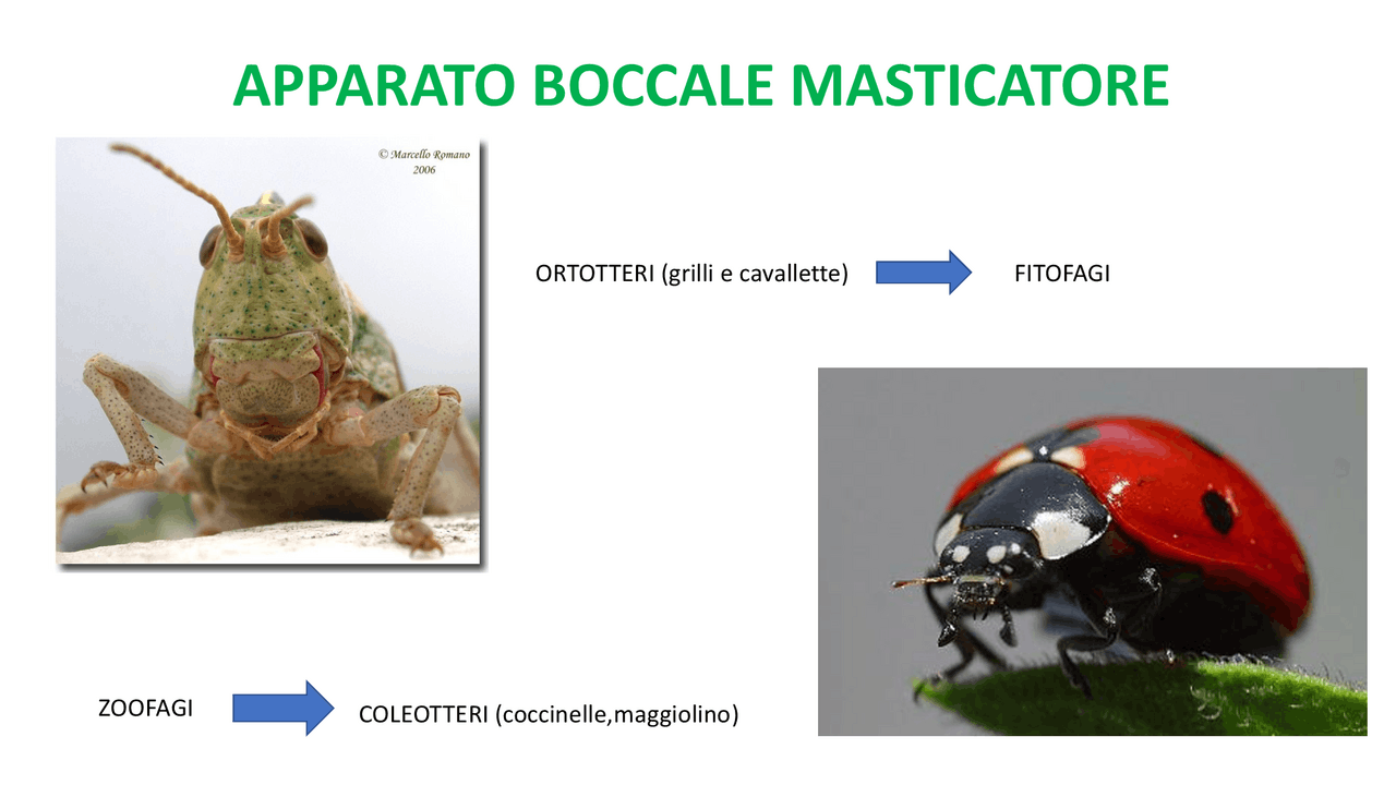 Apparati boccali insetti | Schemi e mappe concettuali di Entomologia ...