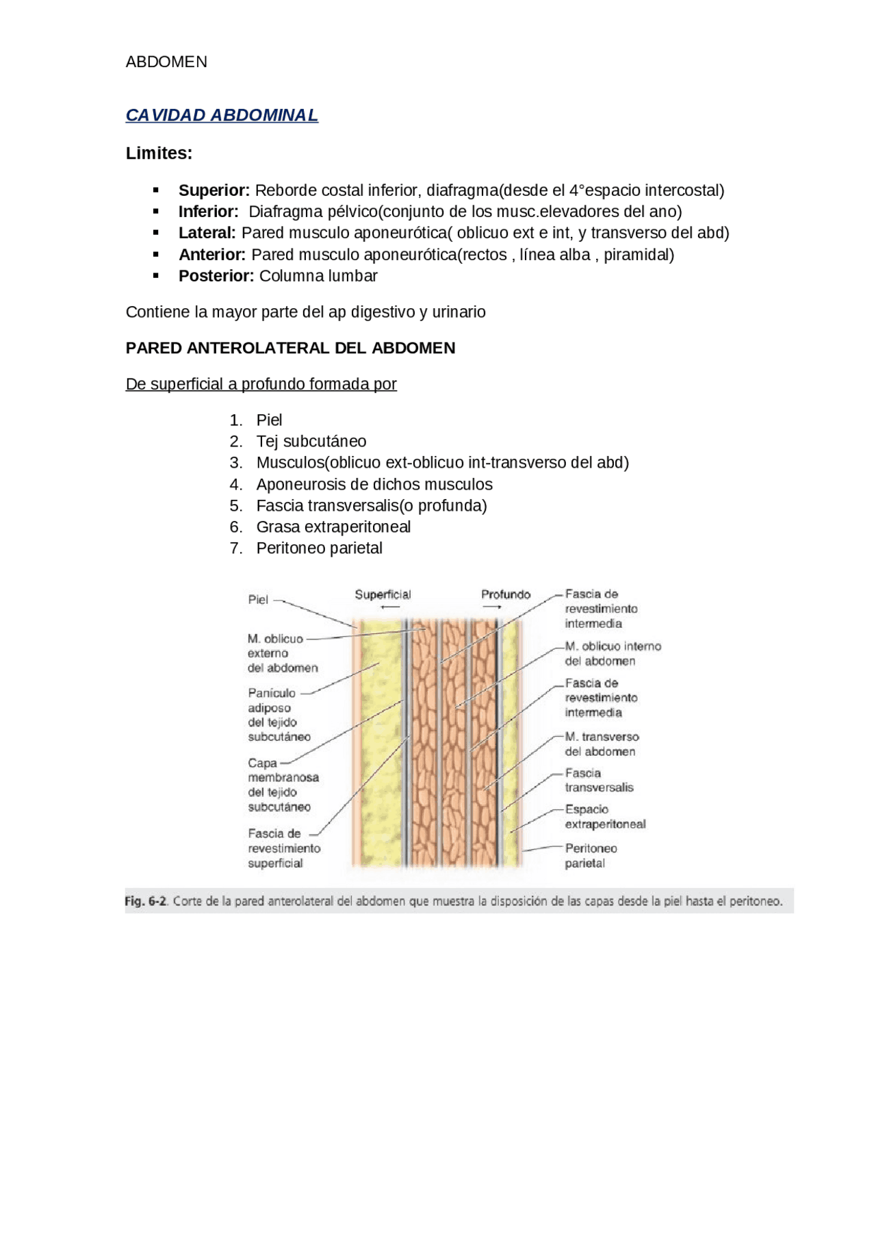 Resumen Cavidad Abdominal Cuerpo Humano Resúmenes De Anatomía Docsity