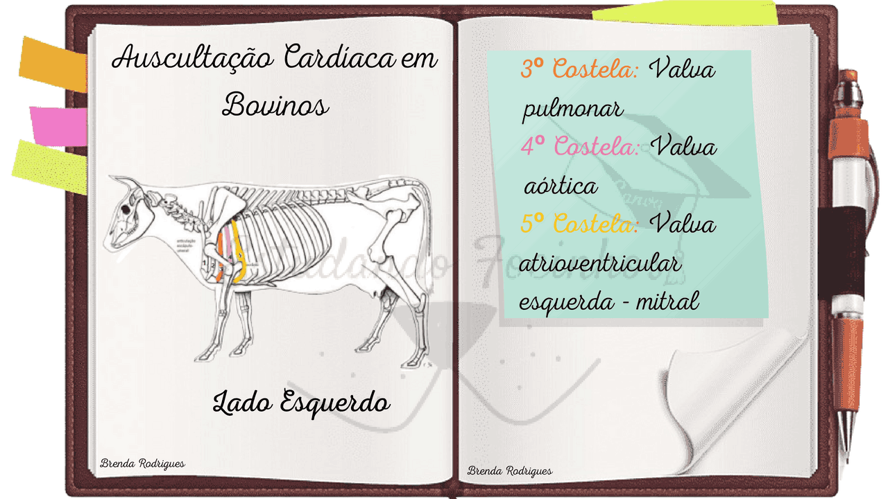 Auscultação em Ruminantes | Esquemas Semiologia | Docsity