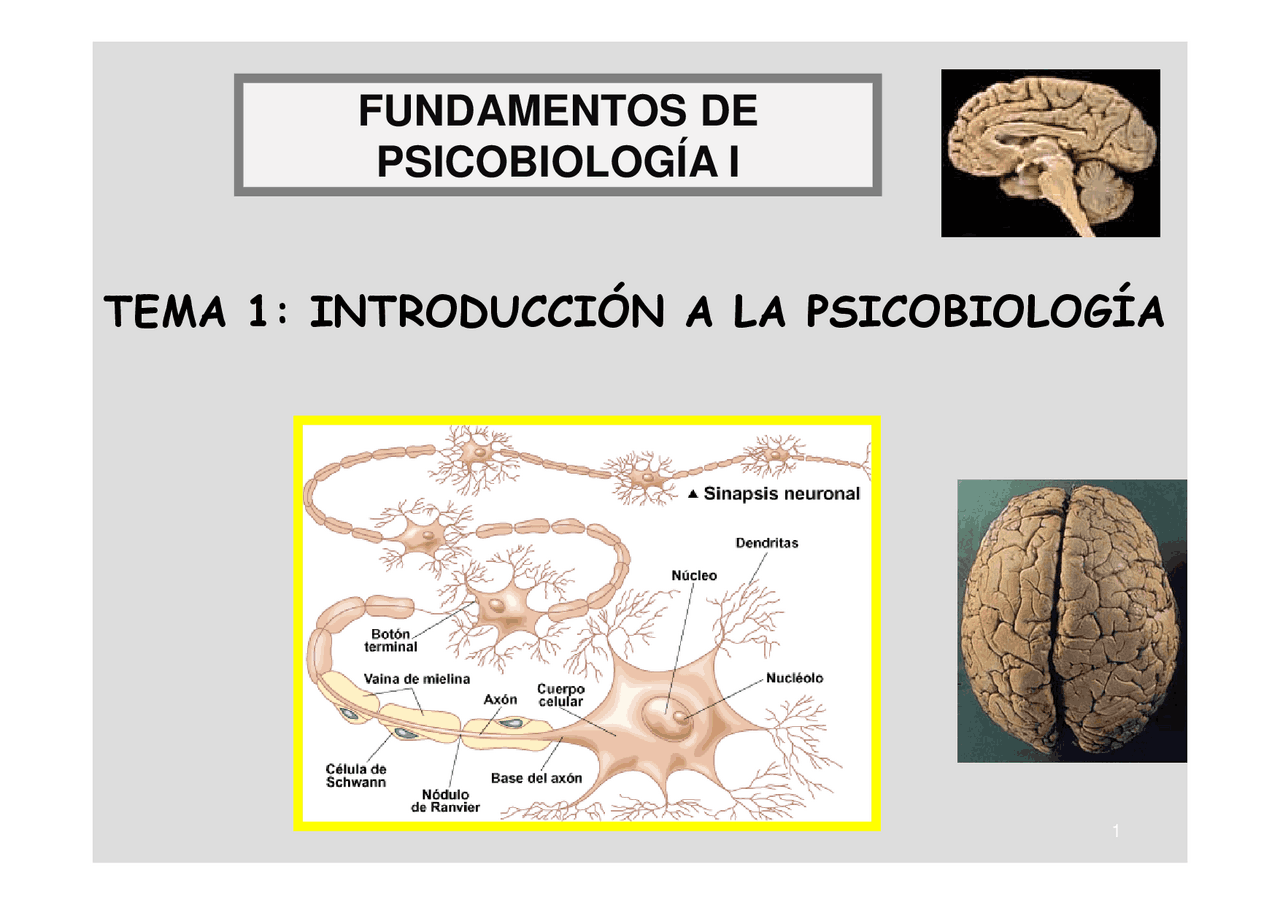 Tema 2 - Psicobiología | Diapositivas de Psicobiología | Docsity
