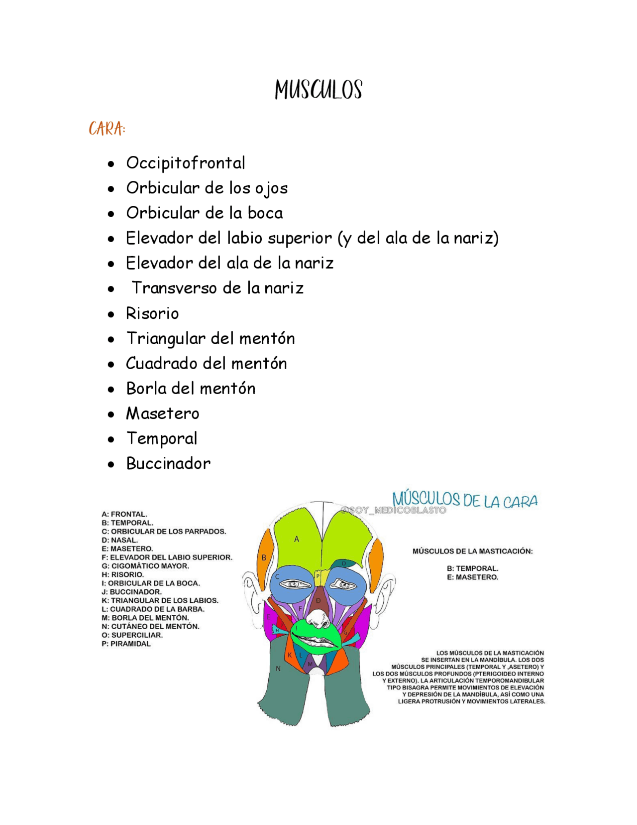 AnatomÍa De Los MÚsculos Apuntes De Anatomía Docsity