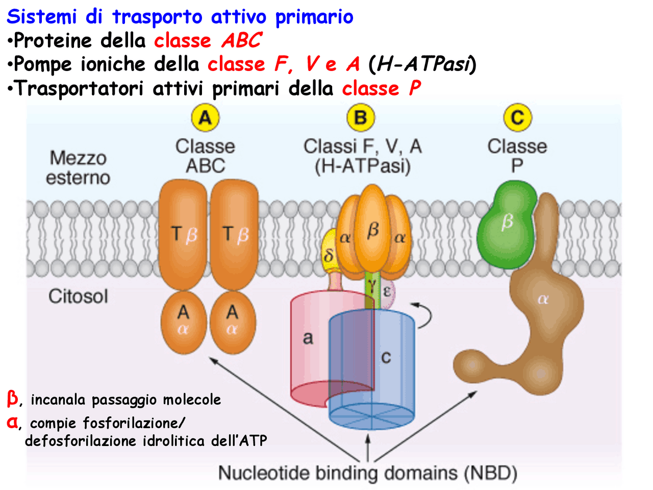 Sistemi Attivi Primari di Trasporto: Pompe ATP-asi e loro Funzionalità ...