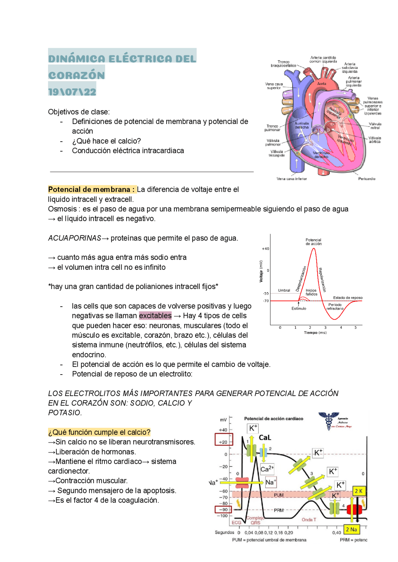 CLASE #2: DINAMICA ELECTRICA DEL CORAZÓN | Apuntes de Fisiología | Docsity