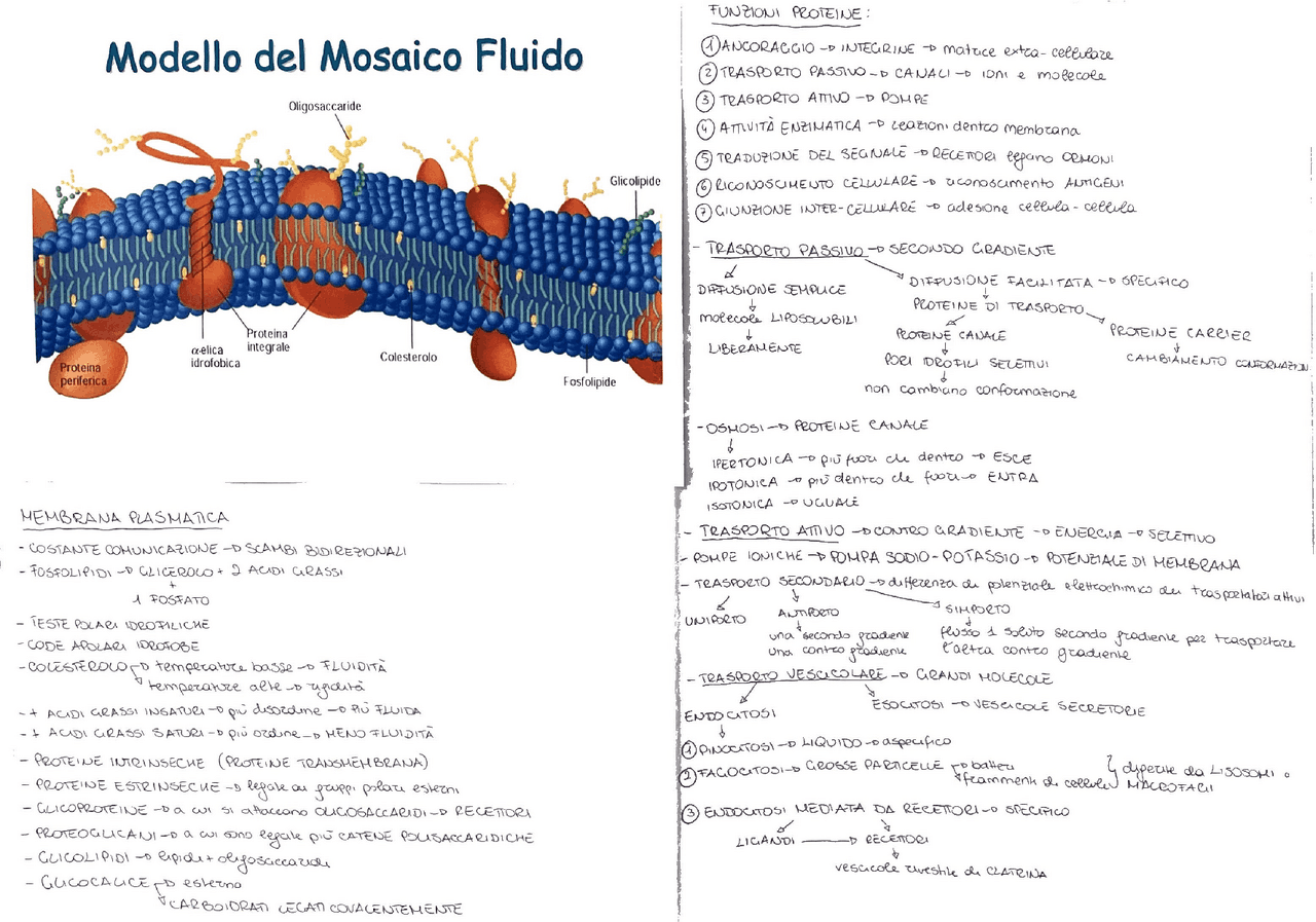 Mappe E Schemi Citologia E Istologia Schemi E Mappe Concettuali Di