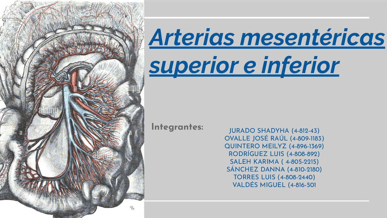 Arterias mesentericas | Resúmenes de Anatomía | Docsity