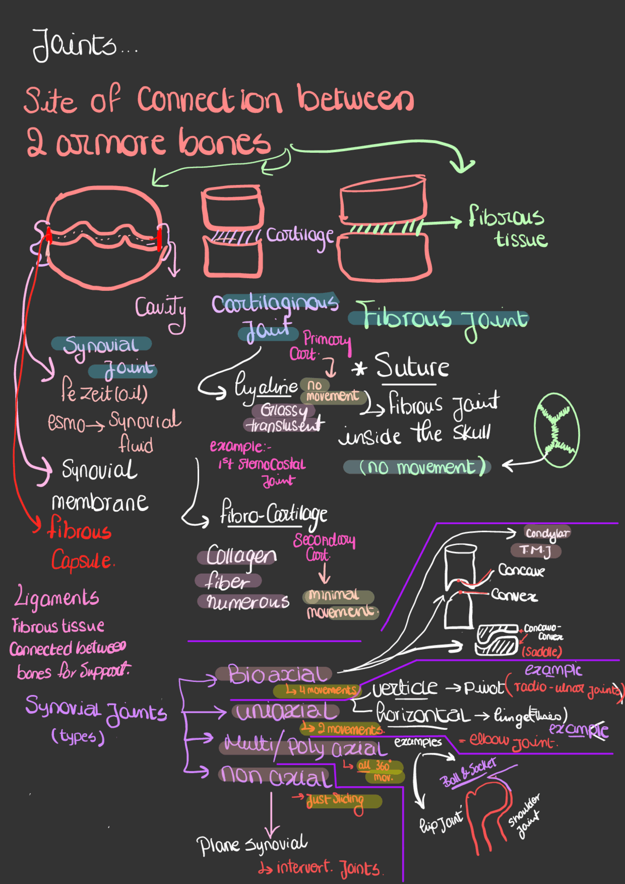 Anatomy Notes And Notes Of Anyomy In Lectures Lecture Notes Anatomy