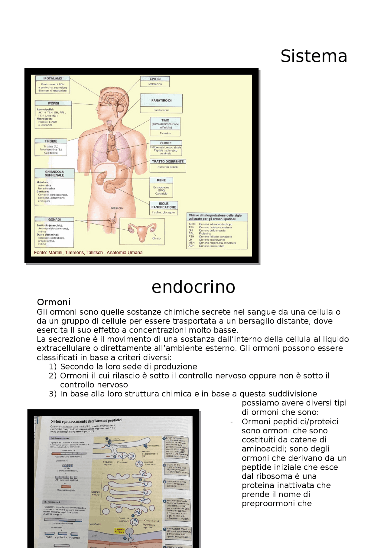 Fisiologia Del Sistema Endocrino Dispense Di Fisiologia Umana Docsity