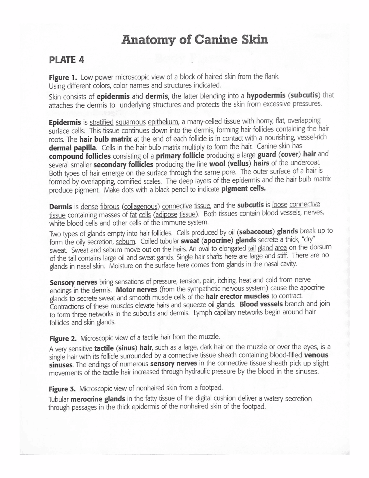 Anatomy of the canine skin | Study Guides, Projects, Research Anatomy ...
