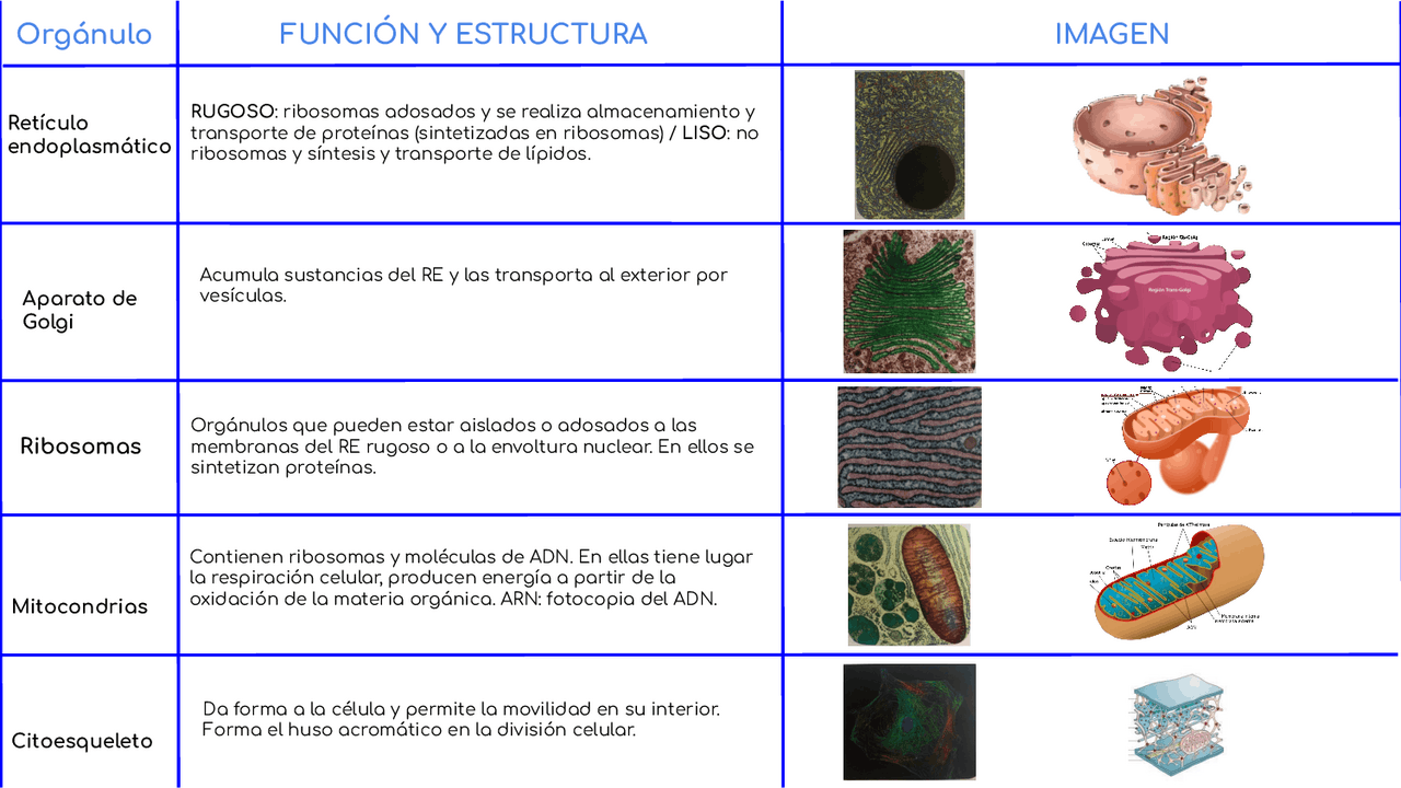 OrgÁnulos Celulares Y Sus Funciones Esquemas Y Mapas Conceptuales De