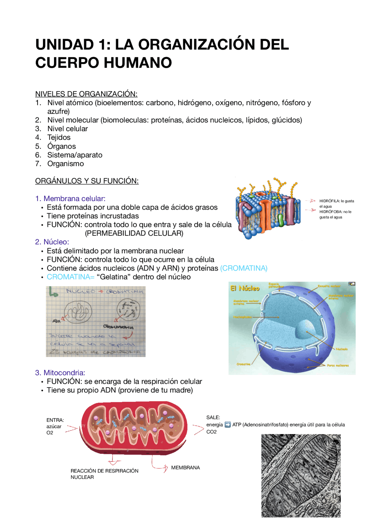 Biologia Tema 1 3eso Resúmenes De Biología Docsity