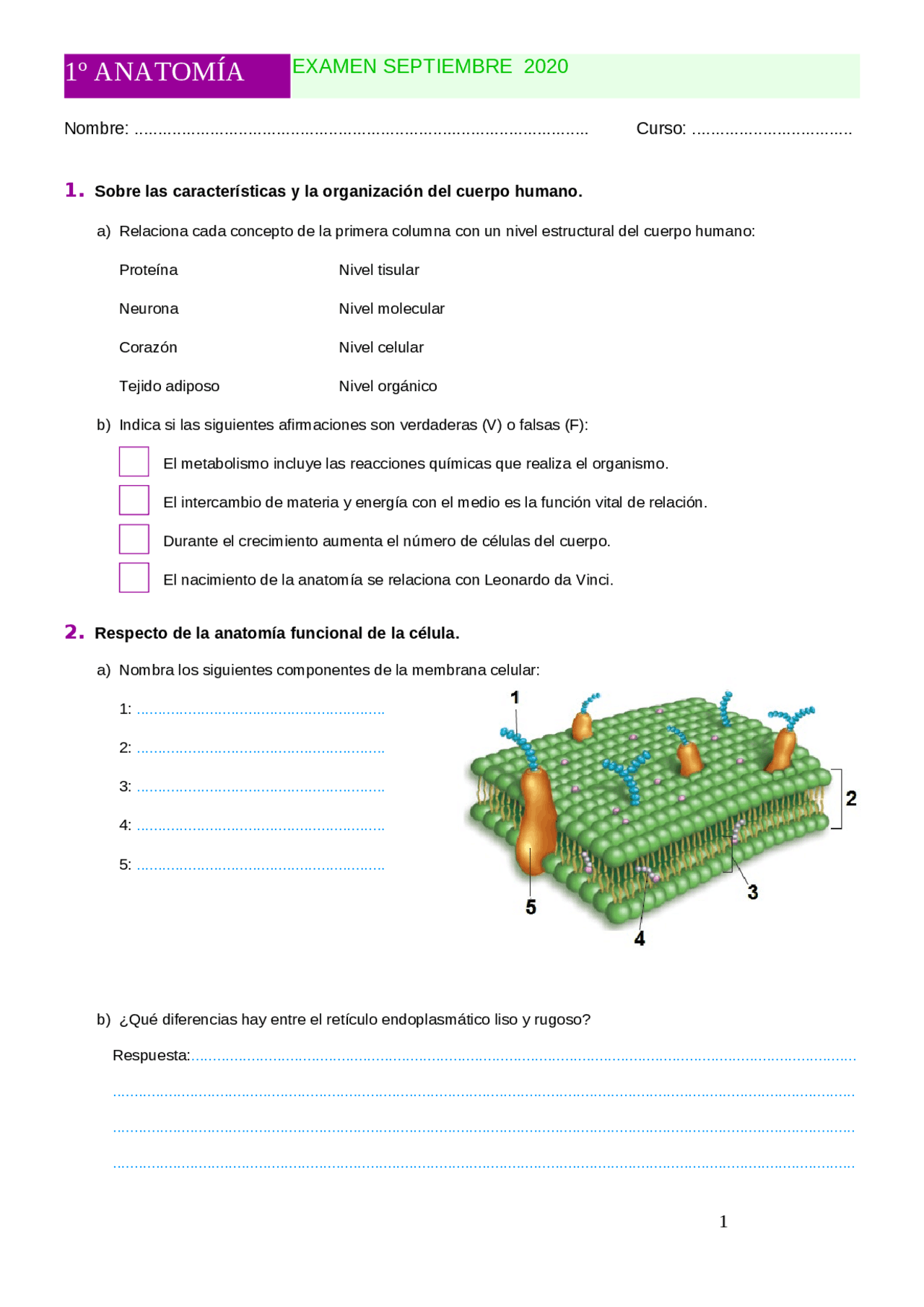 Examen Final AnatomÍa Aplicada 1º Exámenes De Anatomía Aplicada Docsity