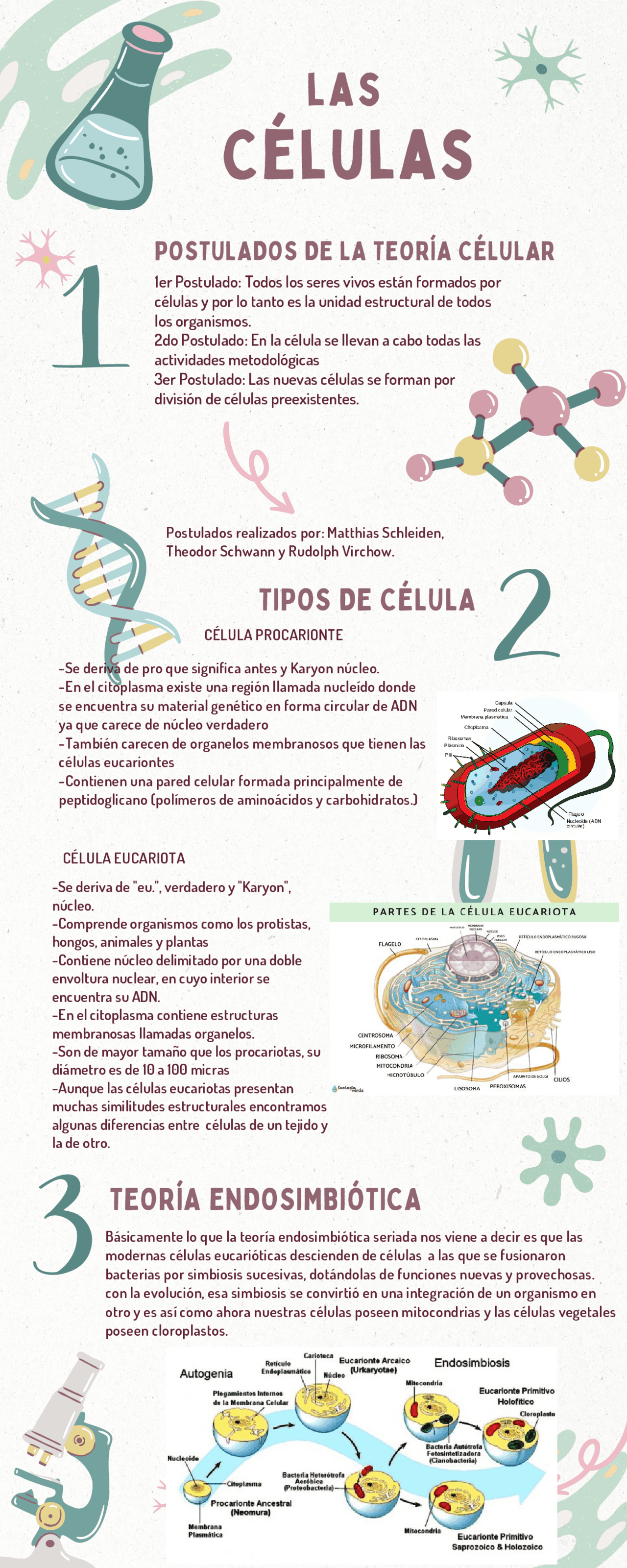 Infografía De La Célula Apuntes De Biología Docsity