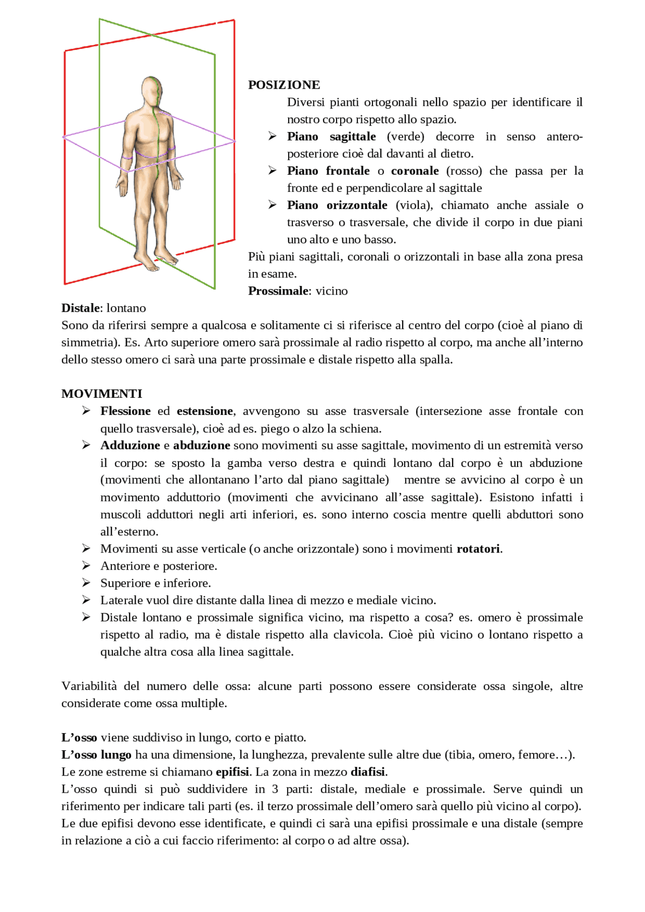 Anatomia Le Ossa E I Loro Movimenti Dispense Di Anatomia Docsity