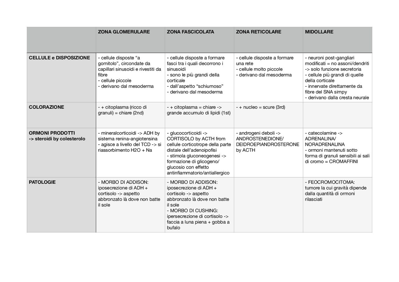 Schema Di Anatomia Microscopica Surrene Schemi E Mappe Concettuali
