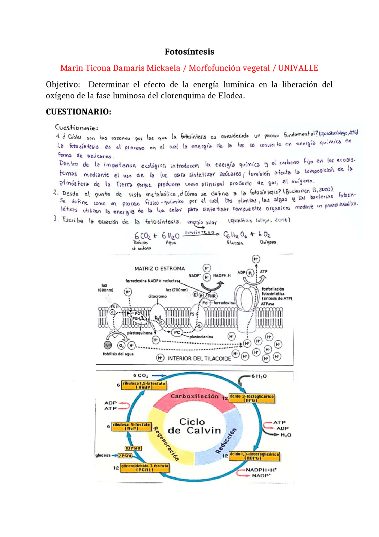 Informe De Laboratorio Apuntes De Morfología De Plantas Docsity