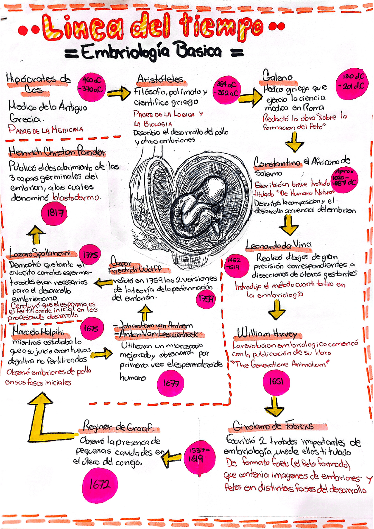Línea del tiempo-Embriologia Basica | Esquemas y mapas conceptuales de ...