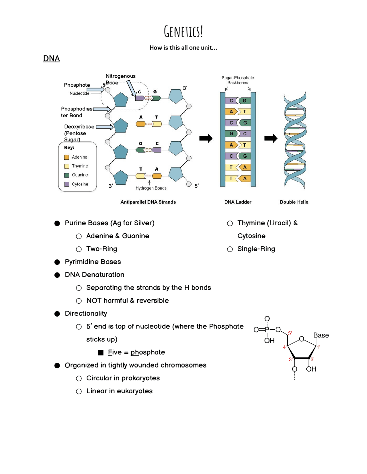 Genetics Study Guide | Study Guides, Projects, Research Genetics | Docsity