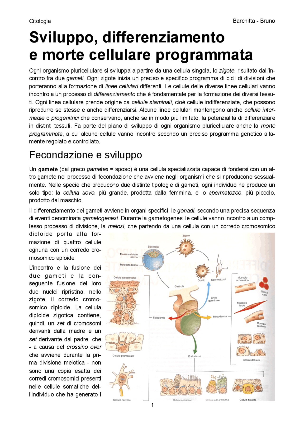 Sviluppo, differenziamento e morte cellulare programmata | Dispense di Citologia | Docsity