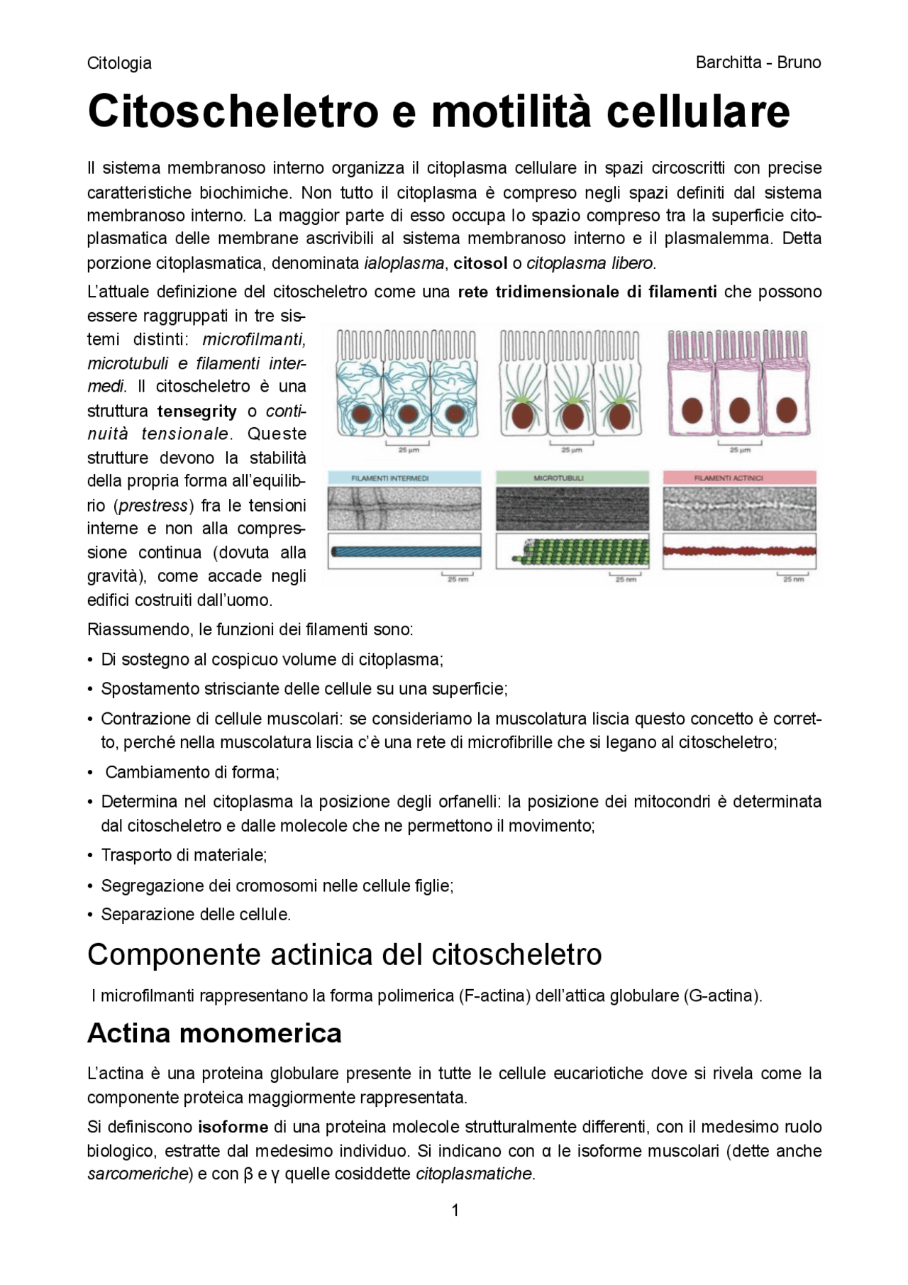 Citoscheletro E Motilità Cellulare Dispense Di Citologia Docsity