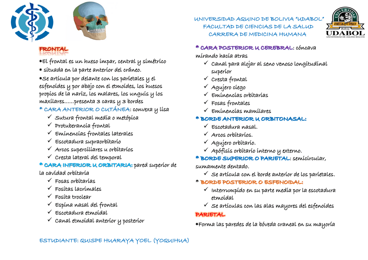 Anatomía Funcional De Craneo 212 Transcripciones De Anatomía Docsity