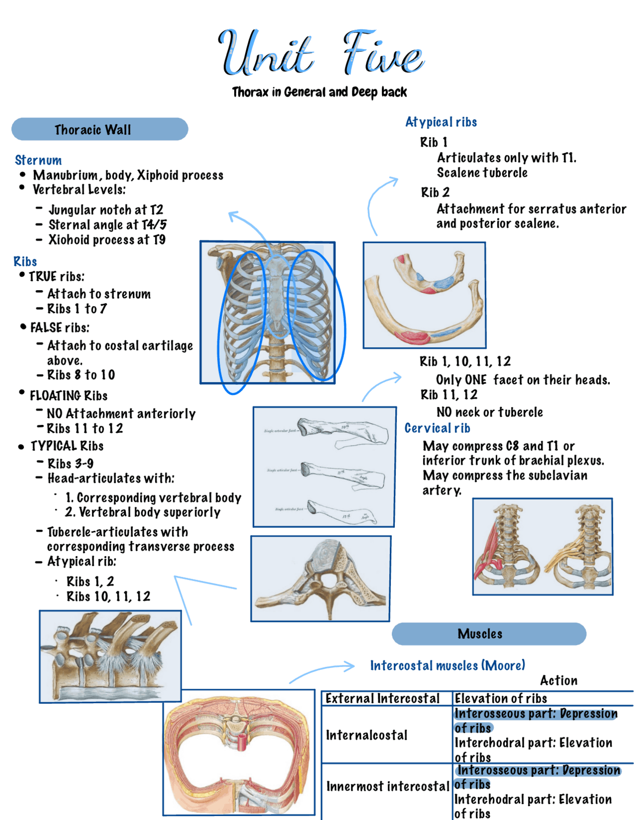 Neck and thorax anatomy notes | Transcriptions Anatomy | Docsity
