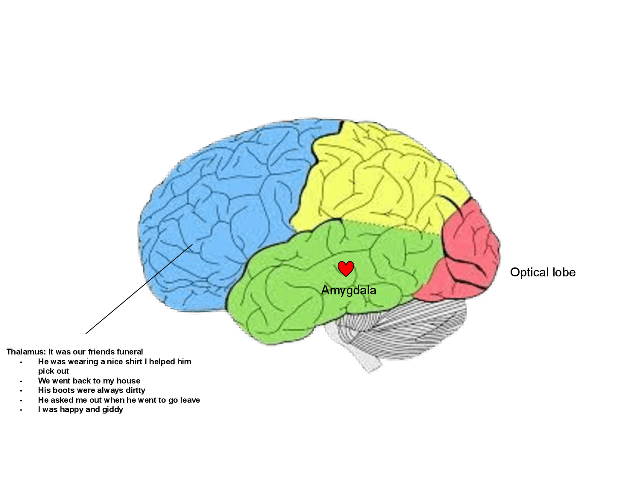 Parts of the Brain and it's Functions | Assignments Psychology | Docsity