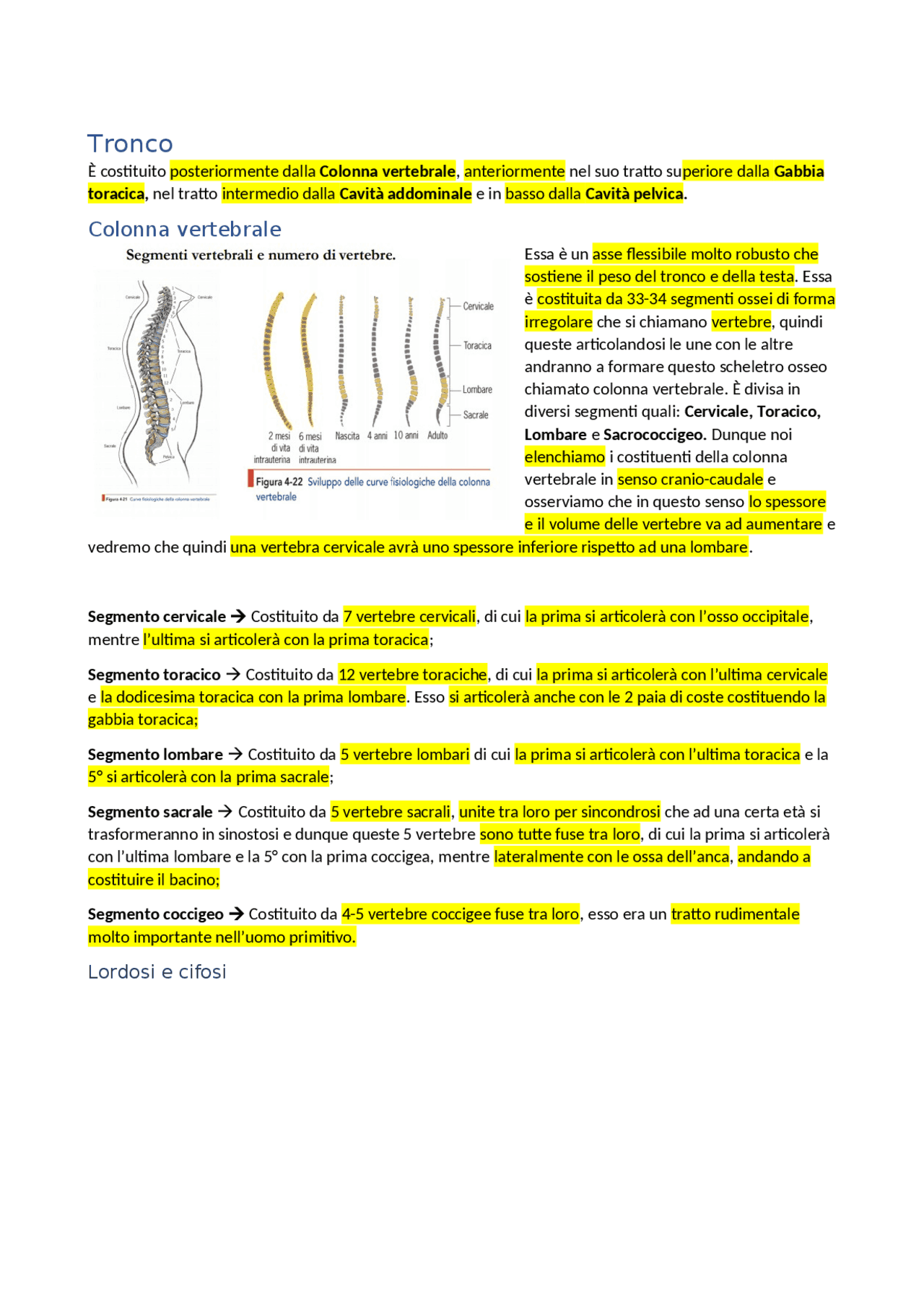 Ossa E Muscoli Del Tronco Anatomia 1 Schemi E Mappe Concettuali Di