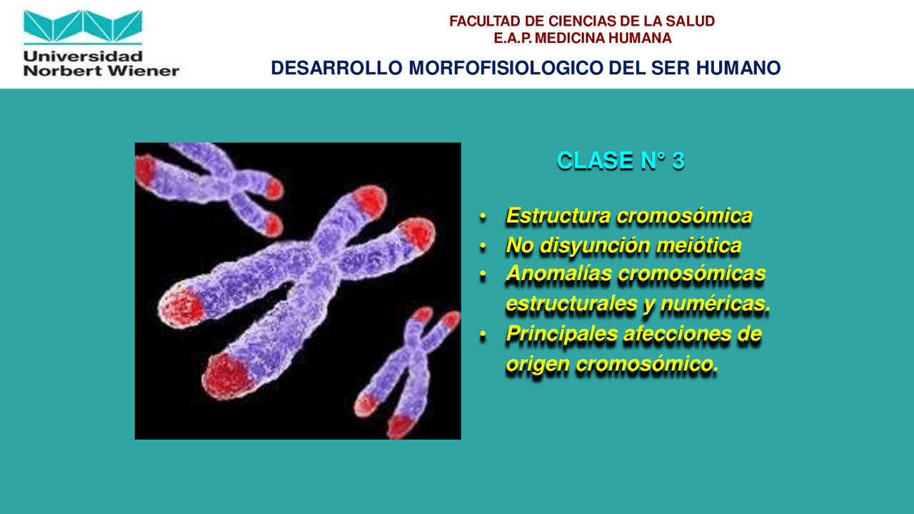Desarrollo Morfofisiologico Resúmenes De Embriología Docsity