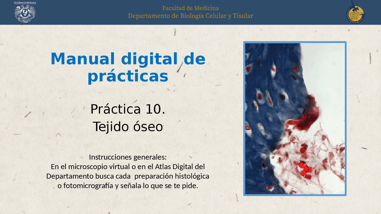 Tejido Oseo Practica Del Primer Año Apuntes De Histología Docsity