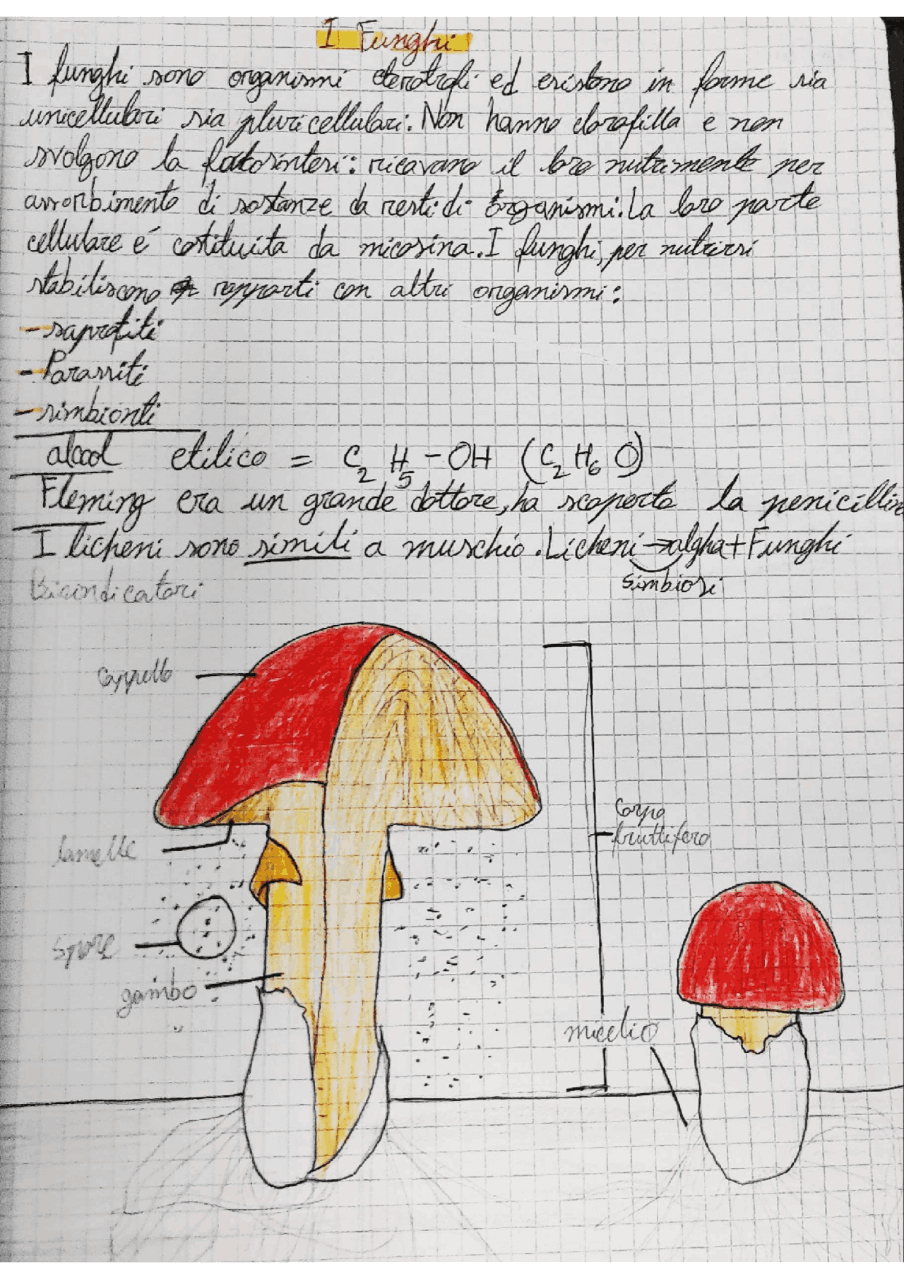 I Funghi Scienze Biologia Organismi Appunti Di Biologia Docsity