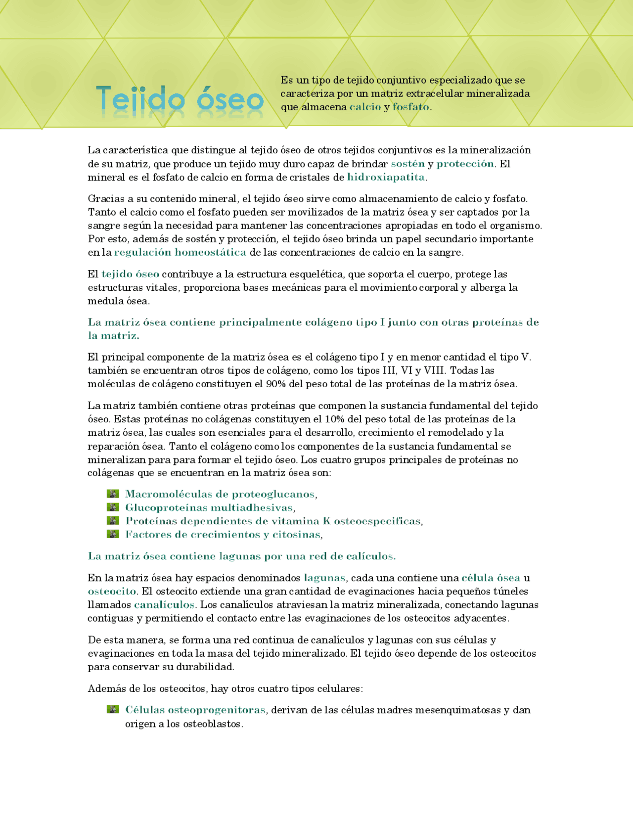Tejido Óseo Cito Histo Resúmenes De Histología Docsity