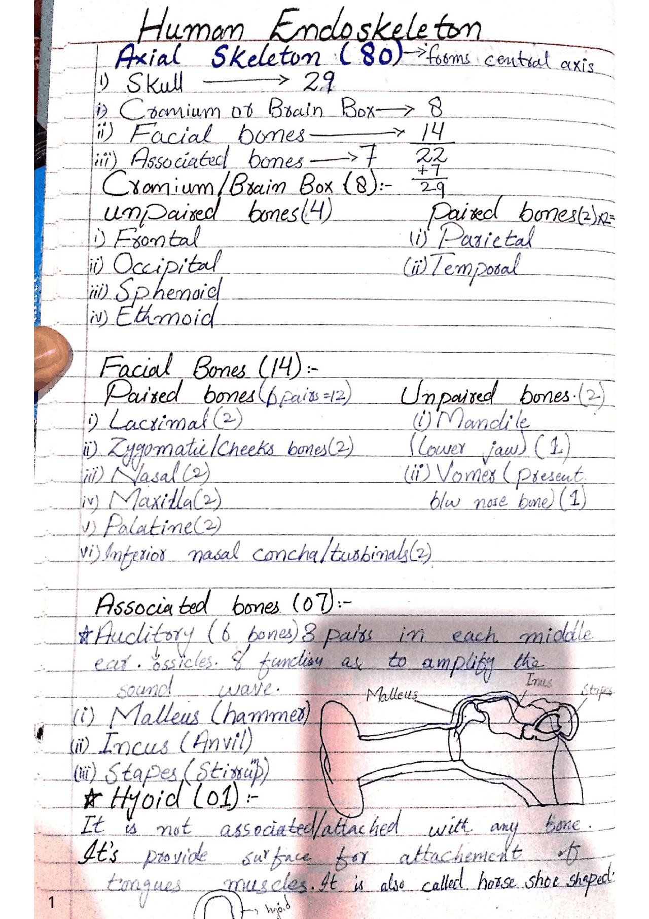 Human Skeleton System Complete Notes Class 12th Schemes And Mind Maps