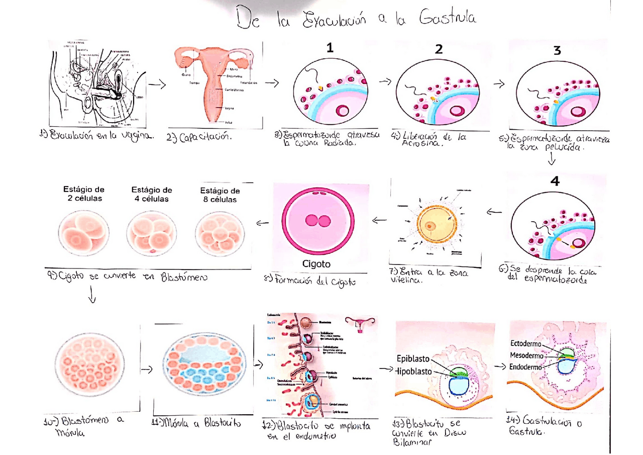 Diagrama de Embriología | Guías, Proyectos, Investigaciones de ...