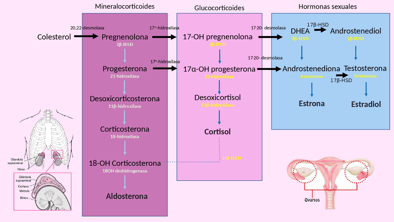 Esquema Endocrinologia Diapositivas De Endocrinología Docsity