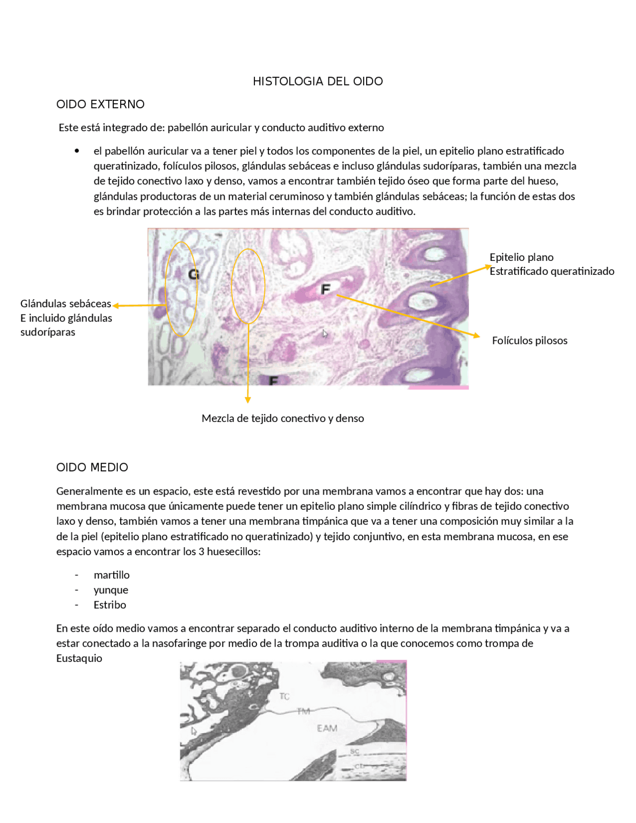 Histología De Oído Y Sus Especificaciones Apuntes De Histología Docsity